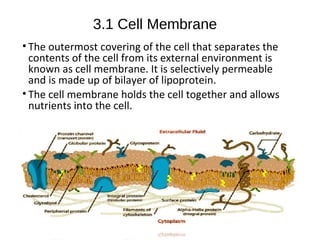 Structure and functions of cell organelles | PPT