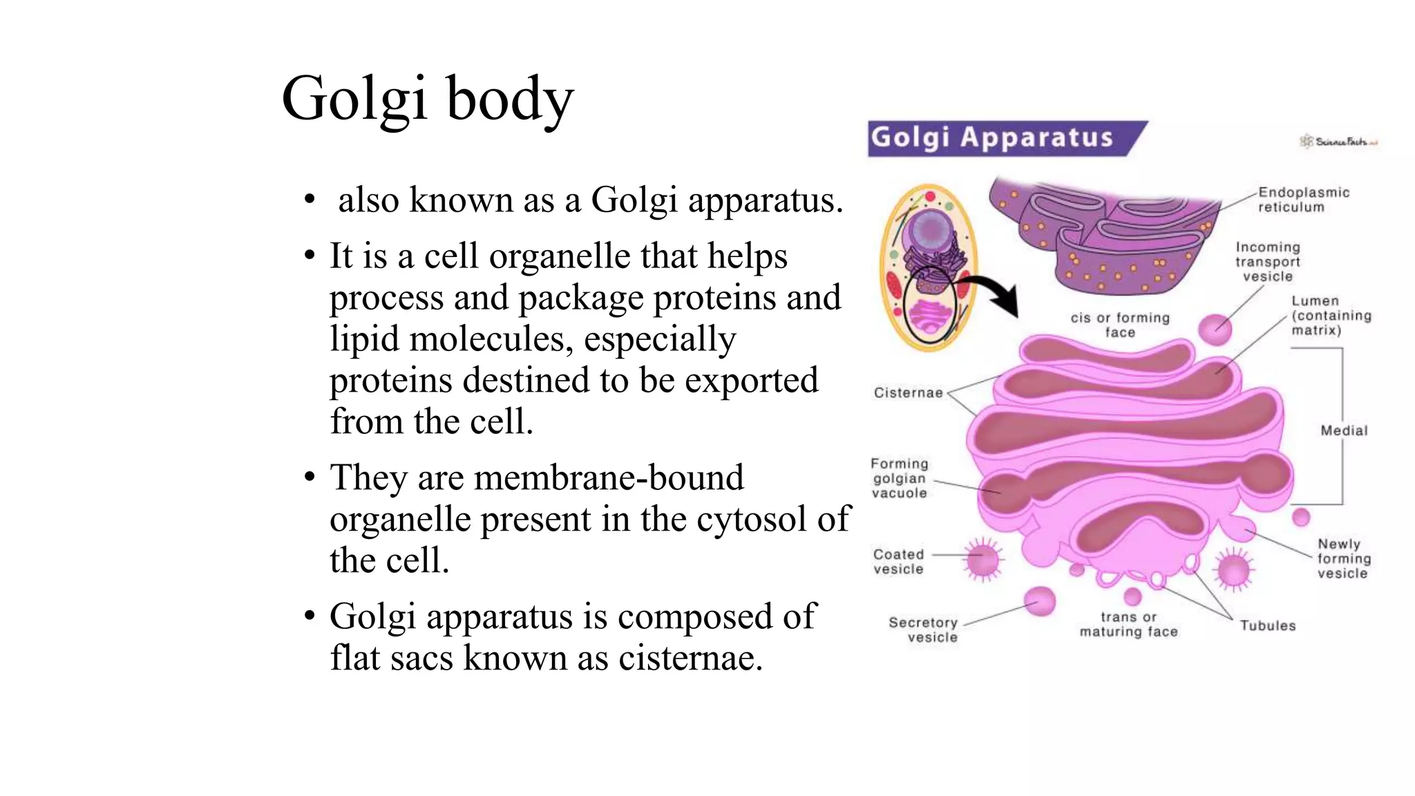 Structure and functions of cell organelles.pptx