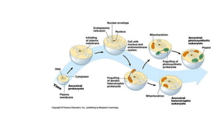 Structure and functions of cell organelles.pptx