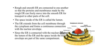 Structure and functions of cell organelles.pptx