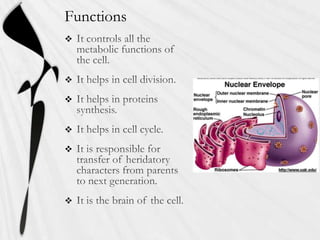 Structure and functions of different cell organelles of cell | PPTX