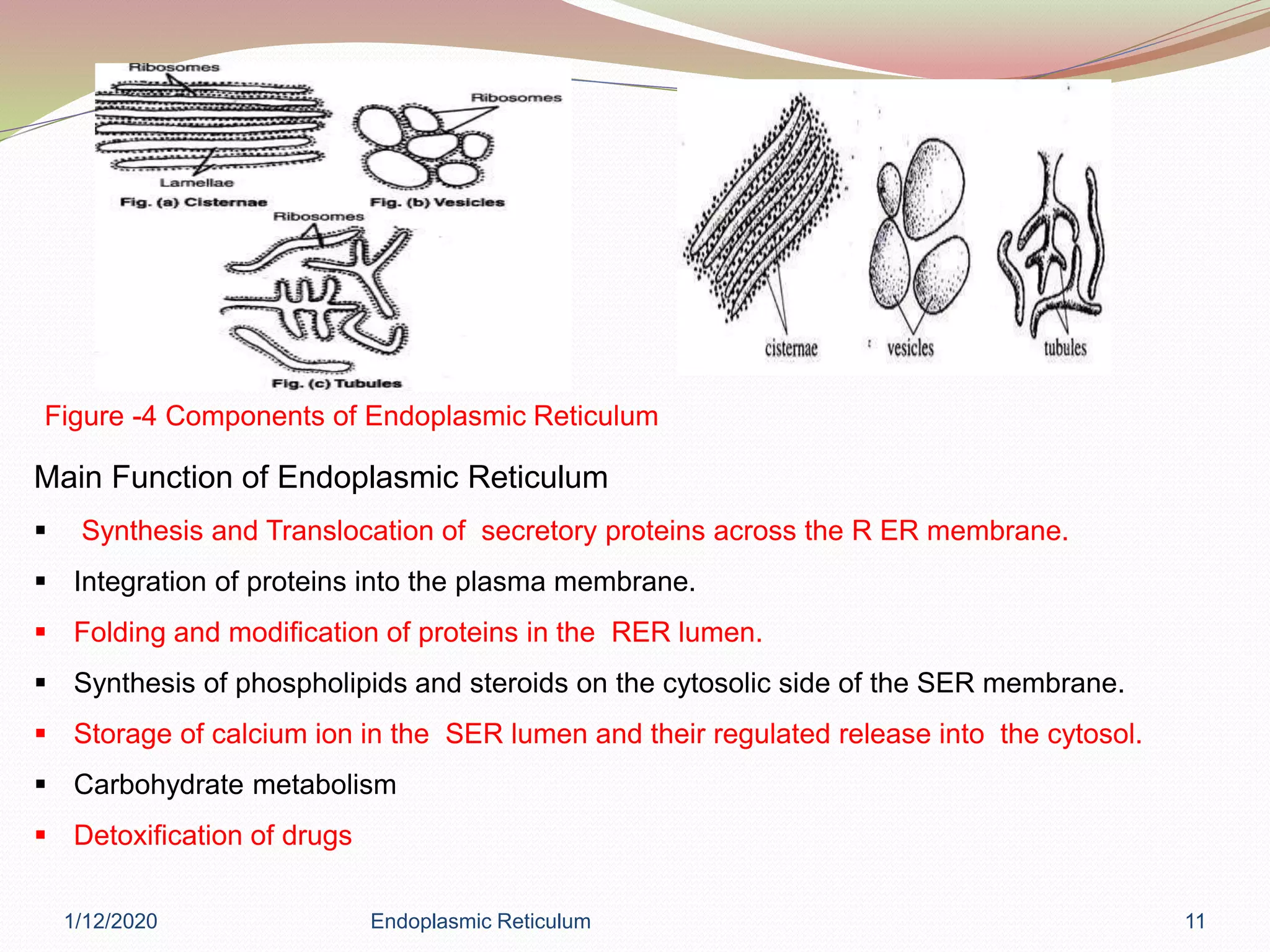Structure and functions of endoplasmic reticulum | PPTX