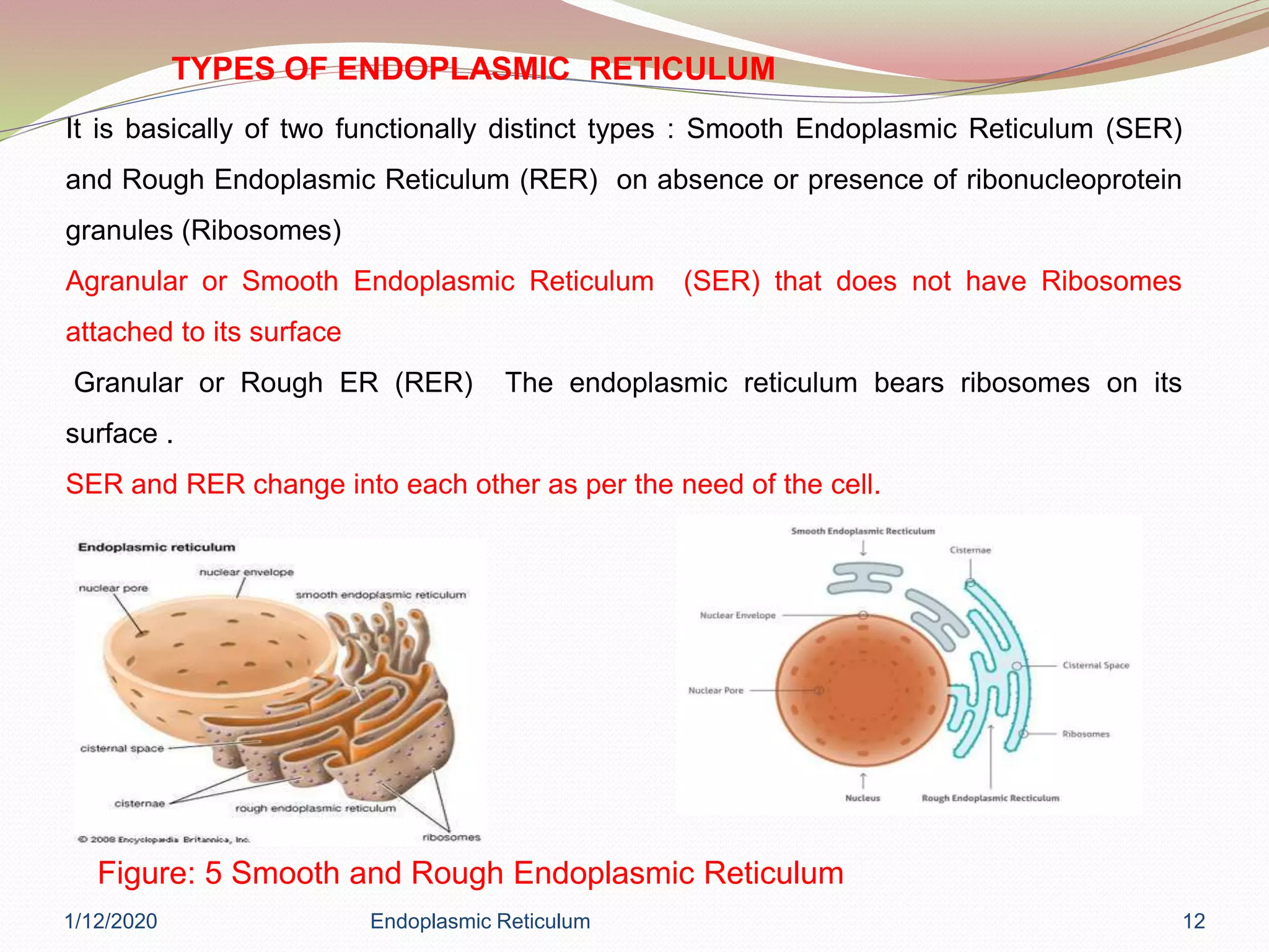 Structure and functions of endoplasmic reticulum | PPTX