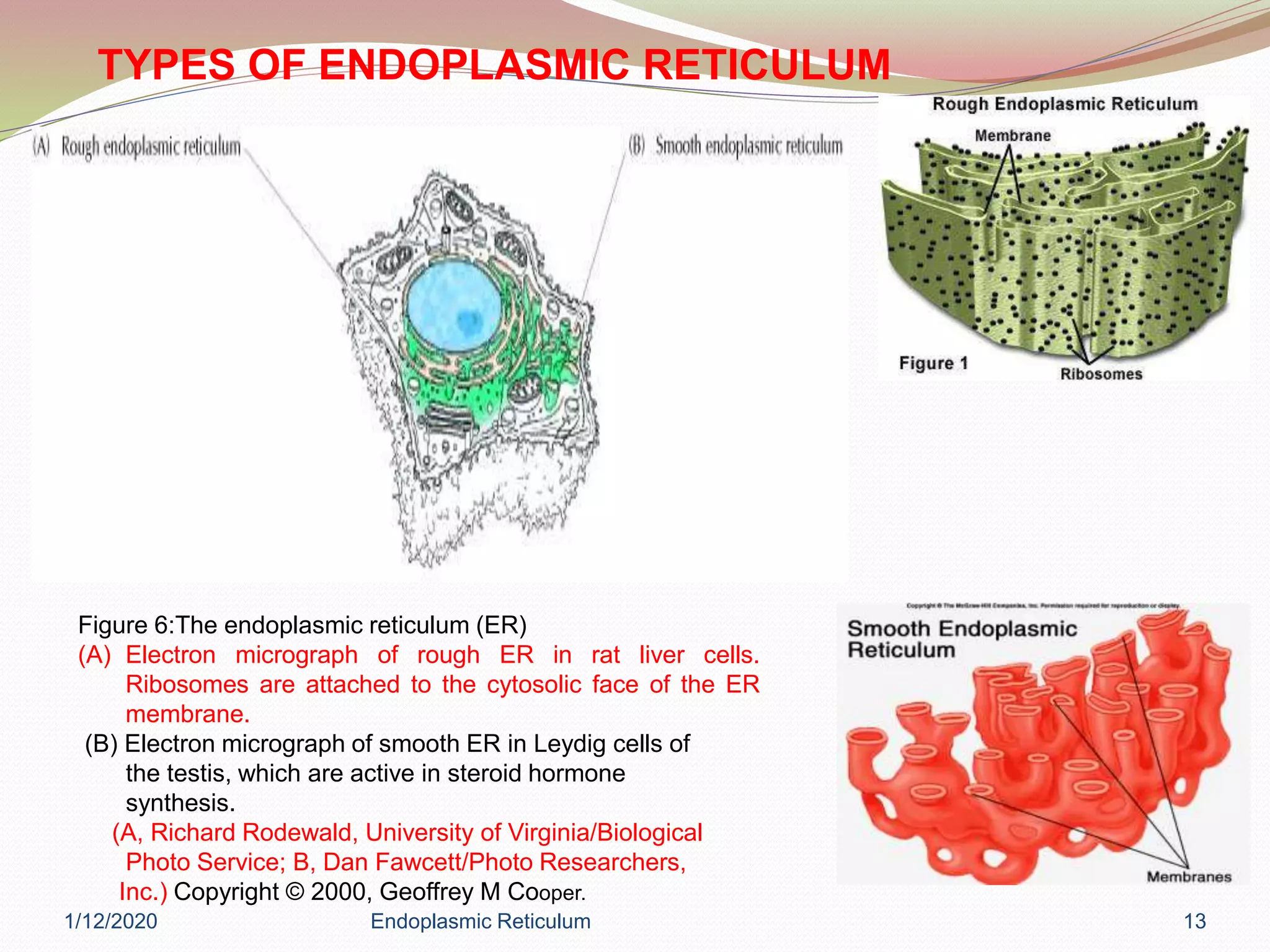 Structure and functions of endoplasmic reticulum | PPTX