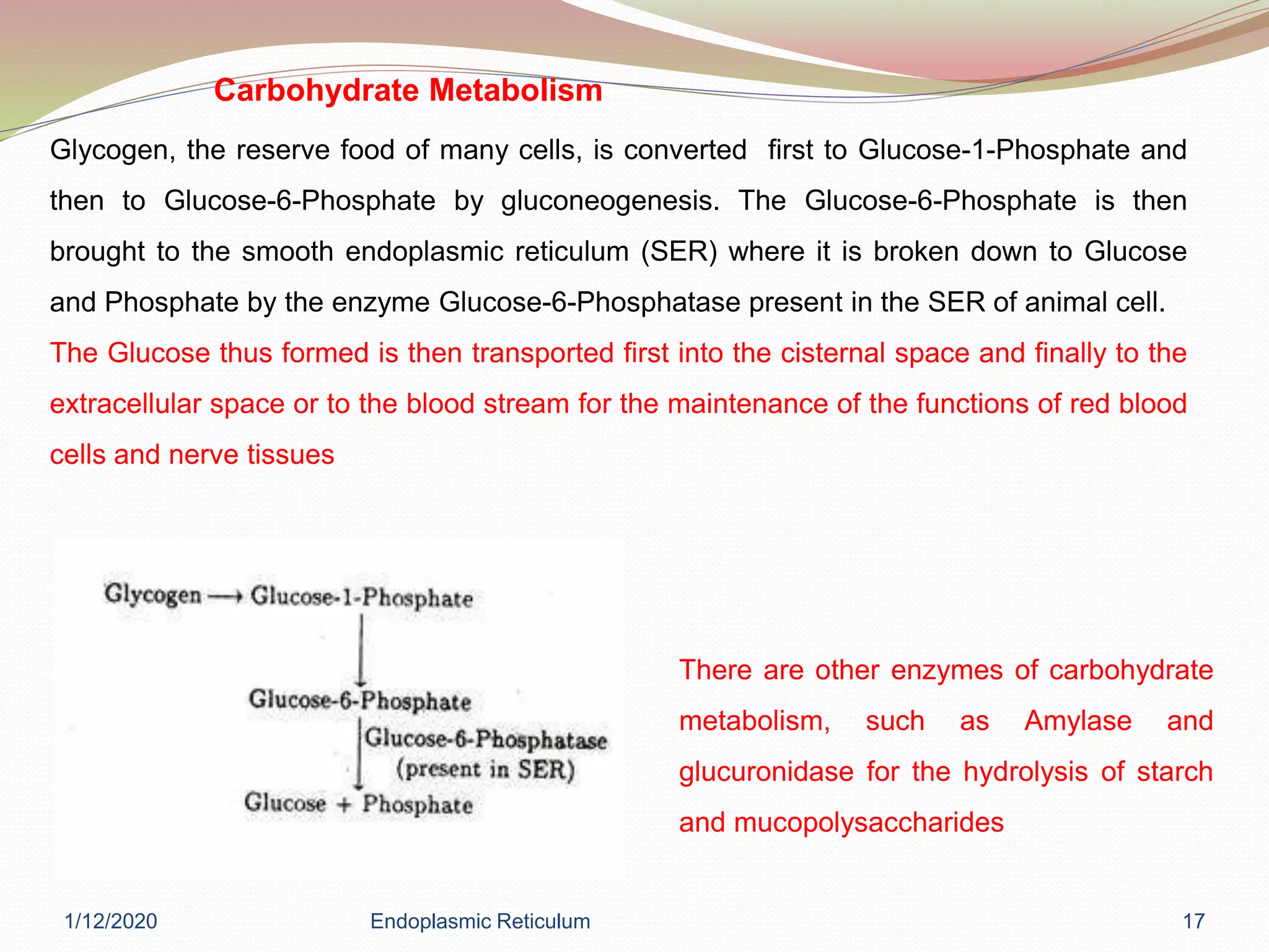 Structure and functions of endoplasmic reticulum | PPTX