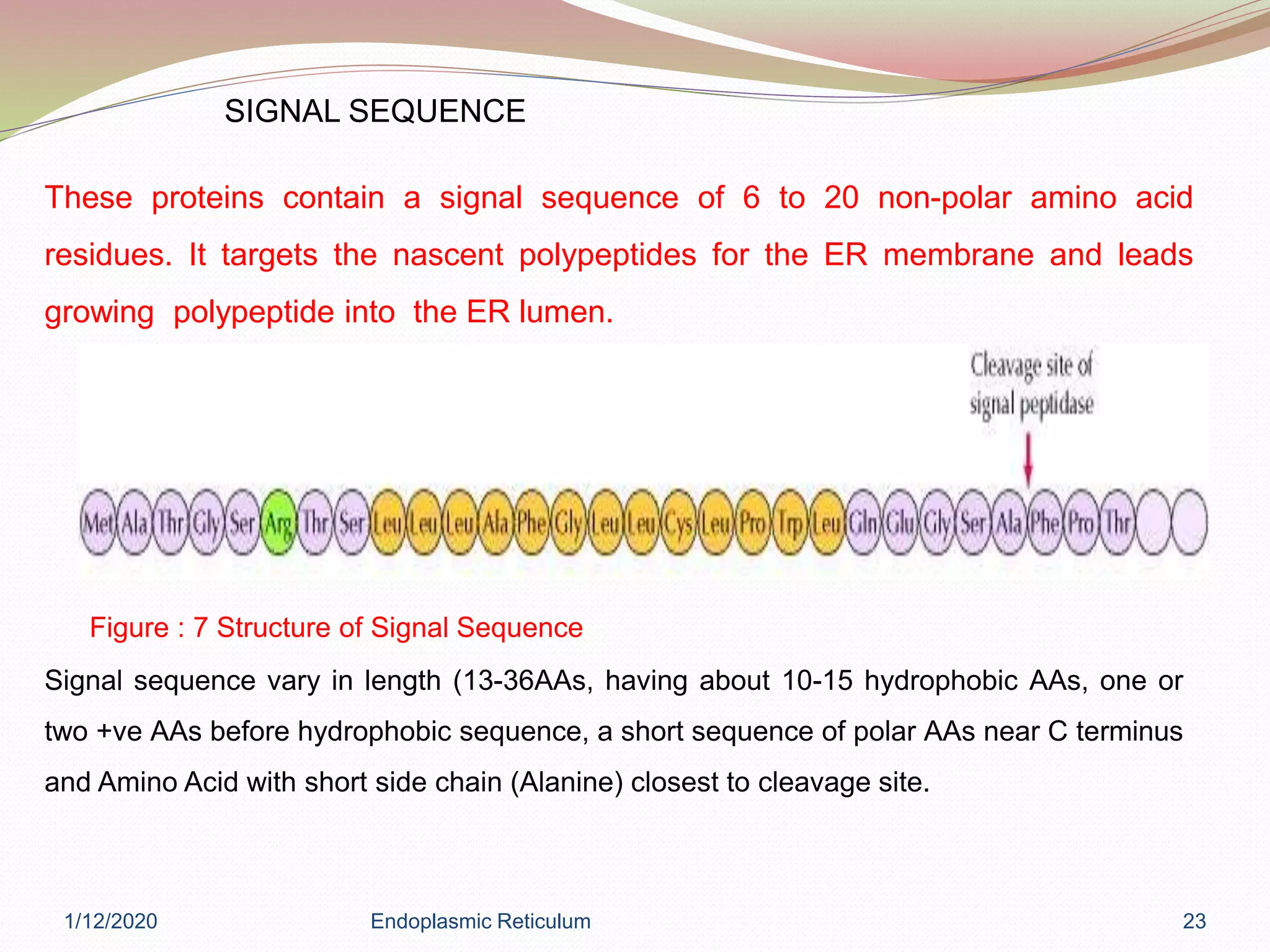 Structure and functions of endoplasmic reticulum | PPTX