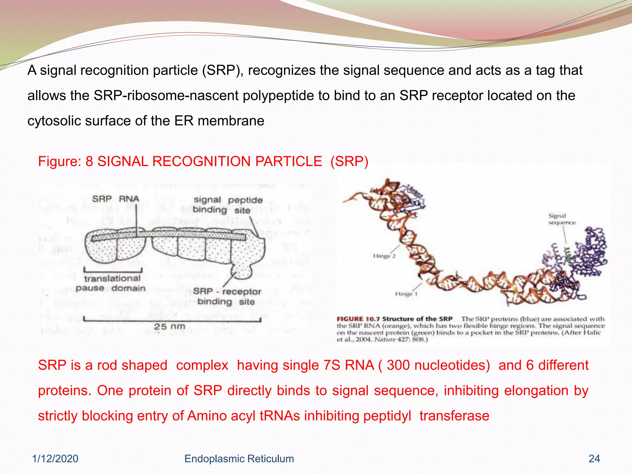 Structure and functions of endoplasmic reticulum | PPTX