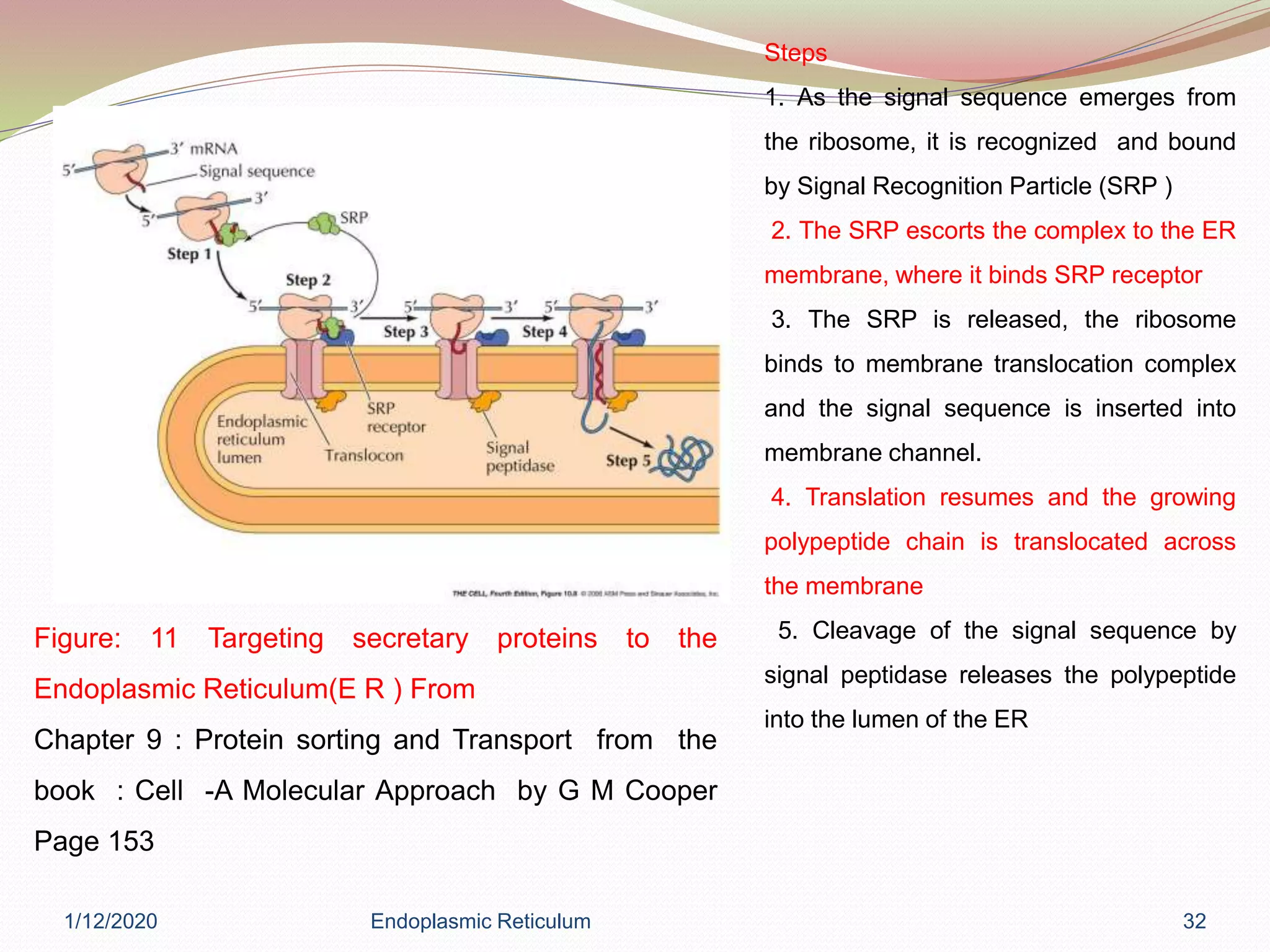 Structure and functions of endoplasmic reticulum | PPTX