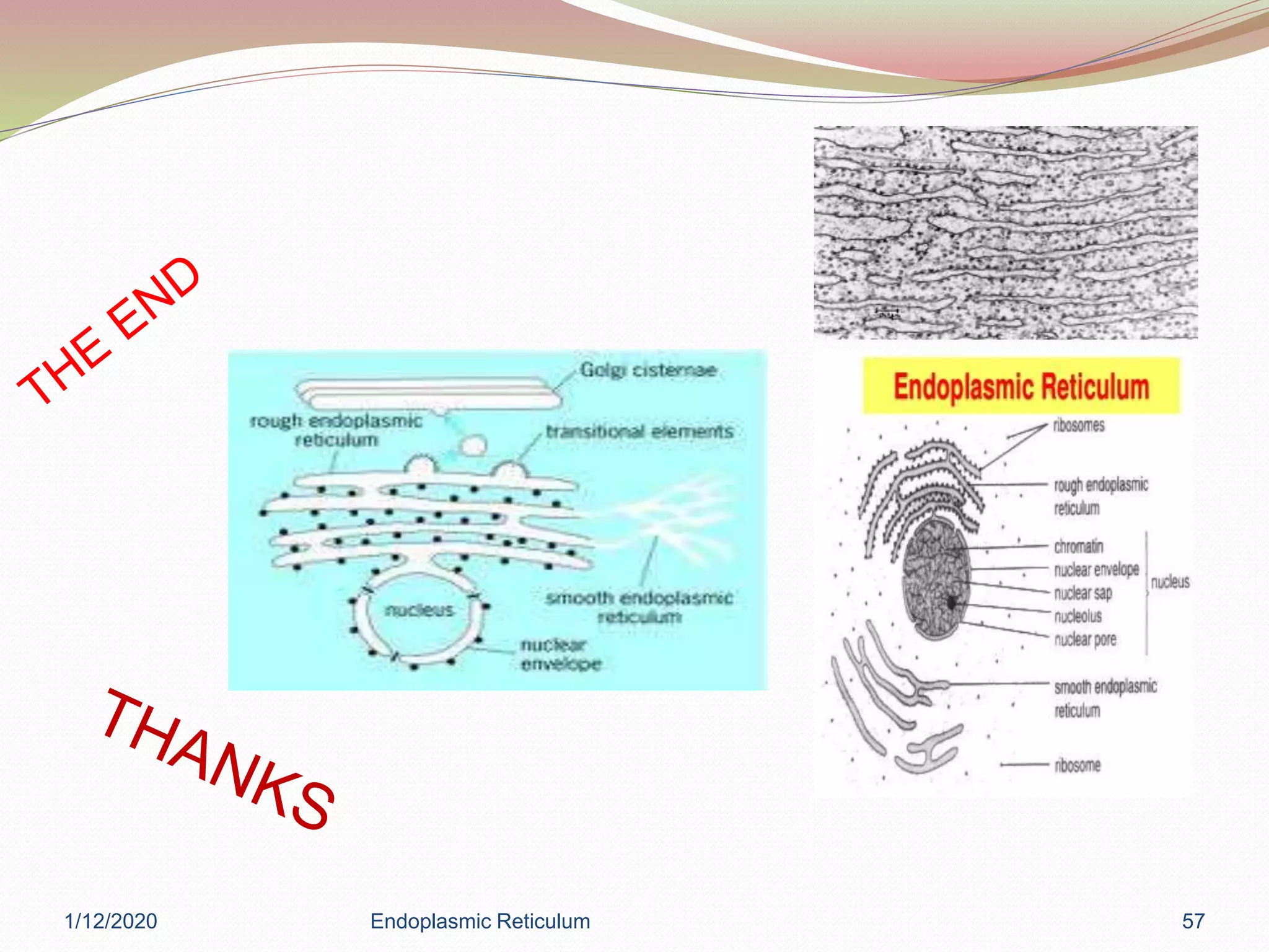 Structure and functions of endoplasmic reticulum | PPTX
