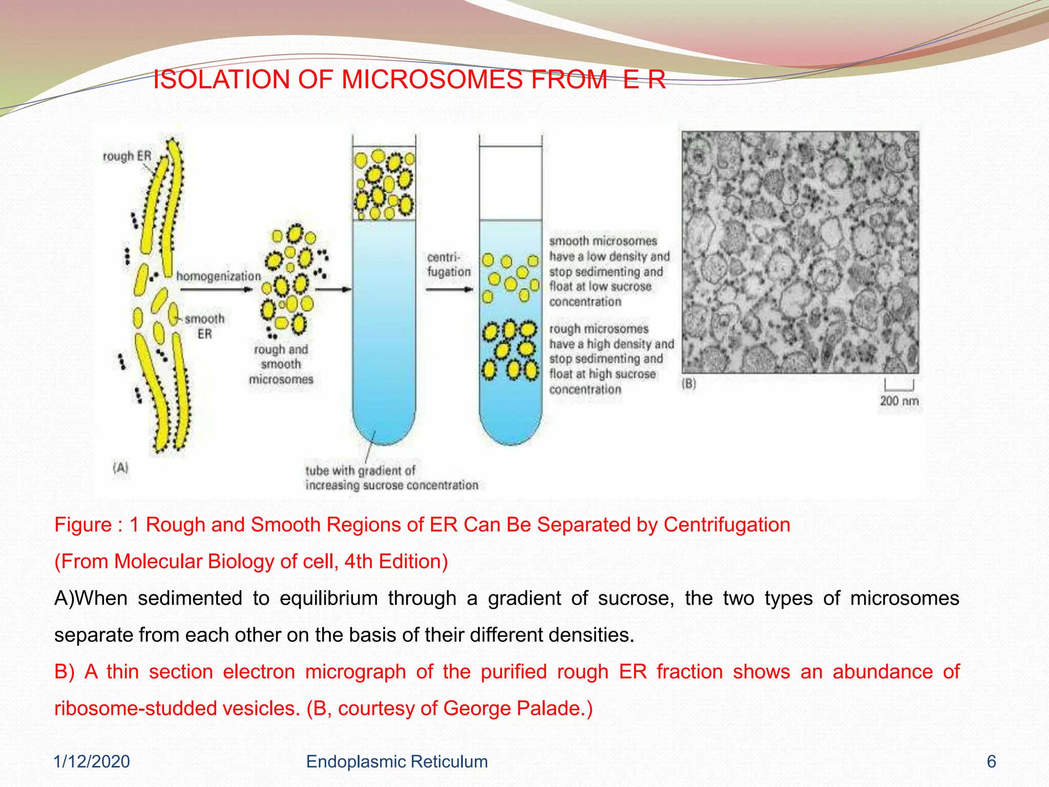 Structure and functions of endoplasmic reticulum | PPTX