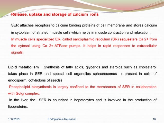 Structure and functions of endoplasmic reticulum | PPTX | Biological Sciences | Science