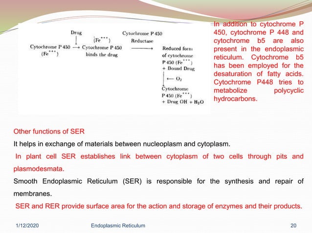 Structure and functions of endoplasmic reticulum | PPTX | Biological Sciences | Science