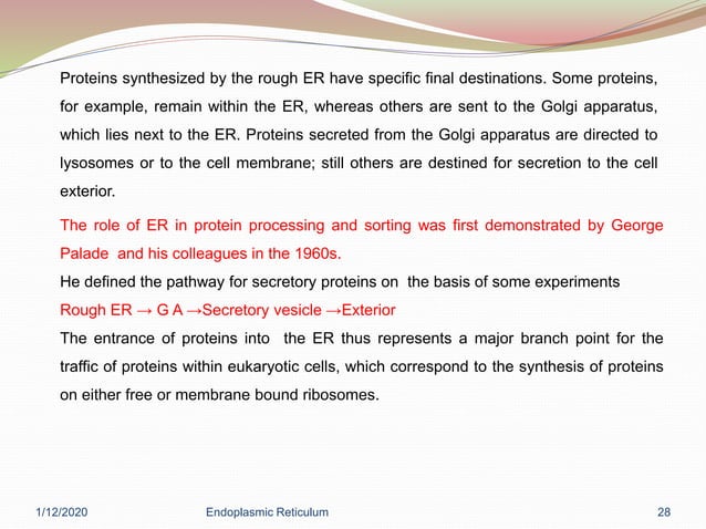 Structure and functions of endoplasmic reticulum | PPTX | Biological ...