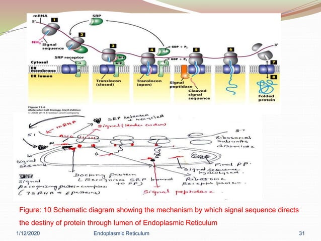 Structure and functions of endoplasmic reticulum | PPTX | Biological ...