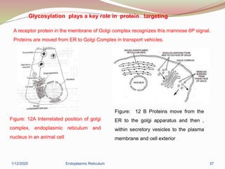 Structure and functions of endoplasmic reticulum | PPTX