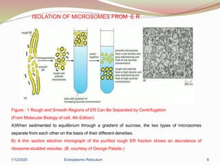 Structure and functions of endoplasmic reticulum | PPTX