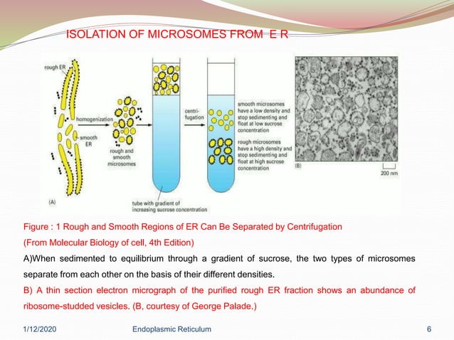 Structure and functions of endoplasmic reticulum | PPTX | Biological ...