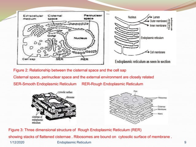 Structure and functions of endoplasmic reticulum | PPTX | Biological ...