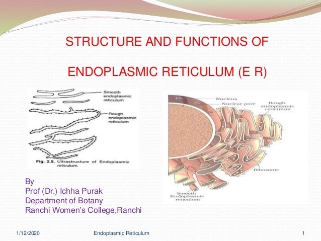 Endoplasmic Reticulum Lumen