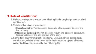 Structure and functions of gills in fishes.pptx