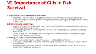 Structure and functions of gills in fishes.pptx