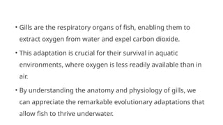 Structure and functions of gills in fishes.pptx