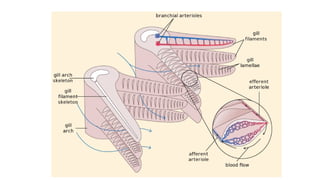 Structure and functions of gills in fishes.pptx