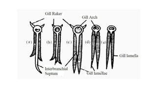 Structure and functions of gills in fishes.pptx