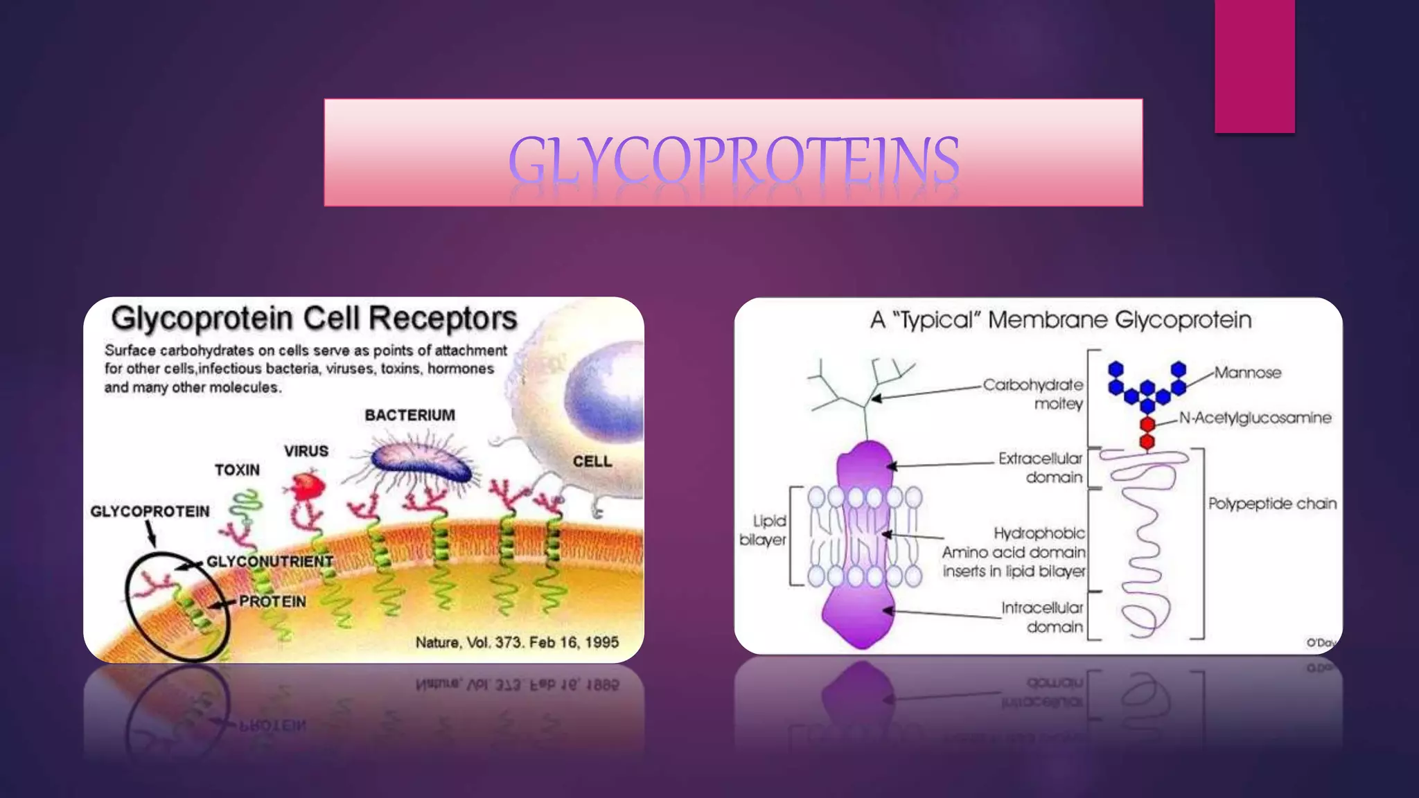 Structure and functions of glycoplipids and glycoproteins | PPTX