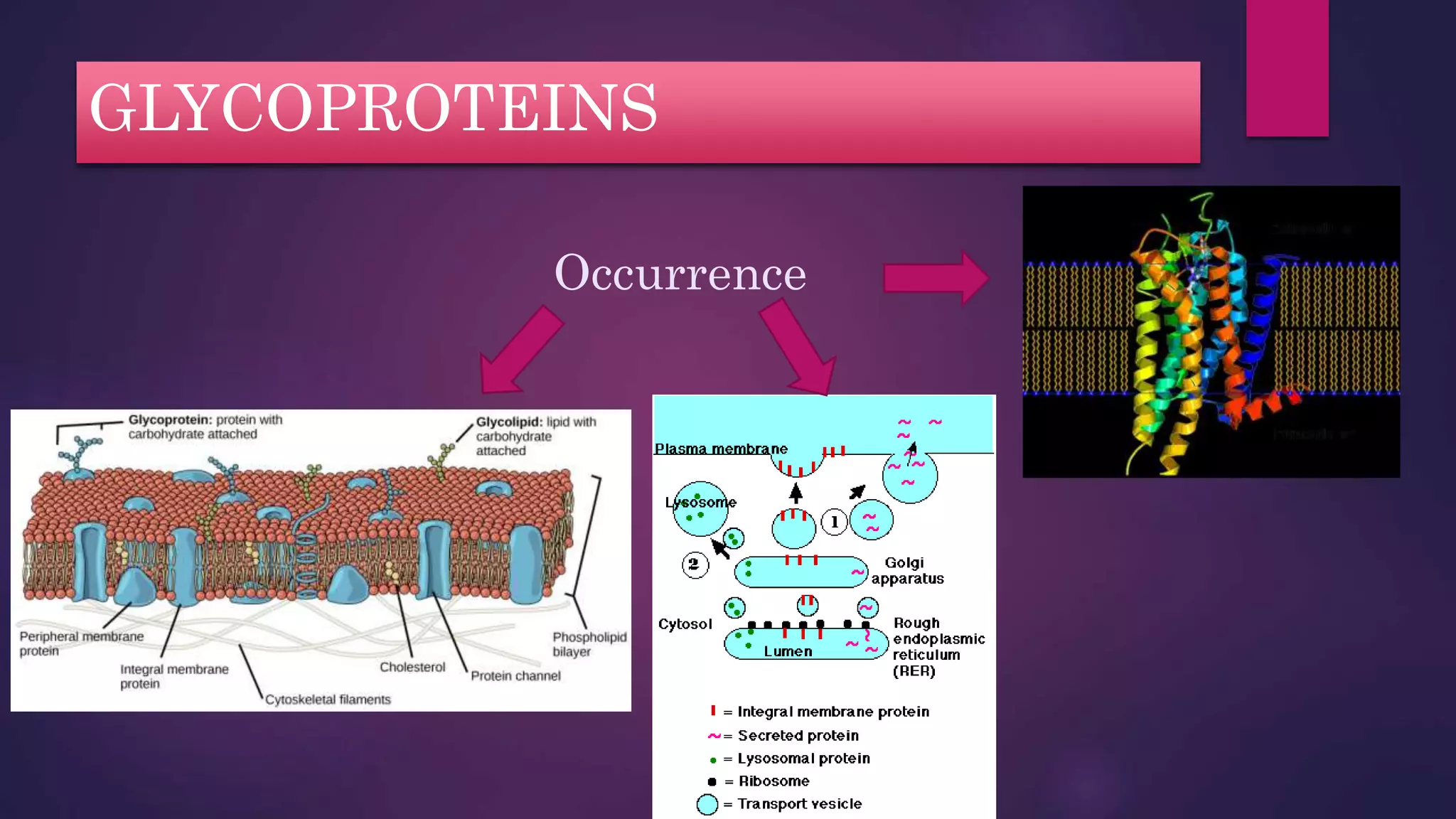 Structure and functions of glycoplipids and glycoproteins | PPTX