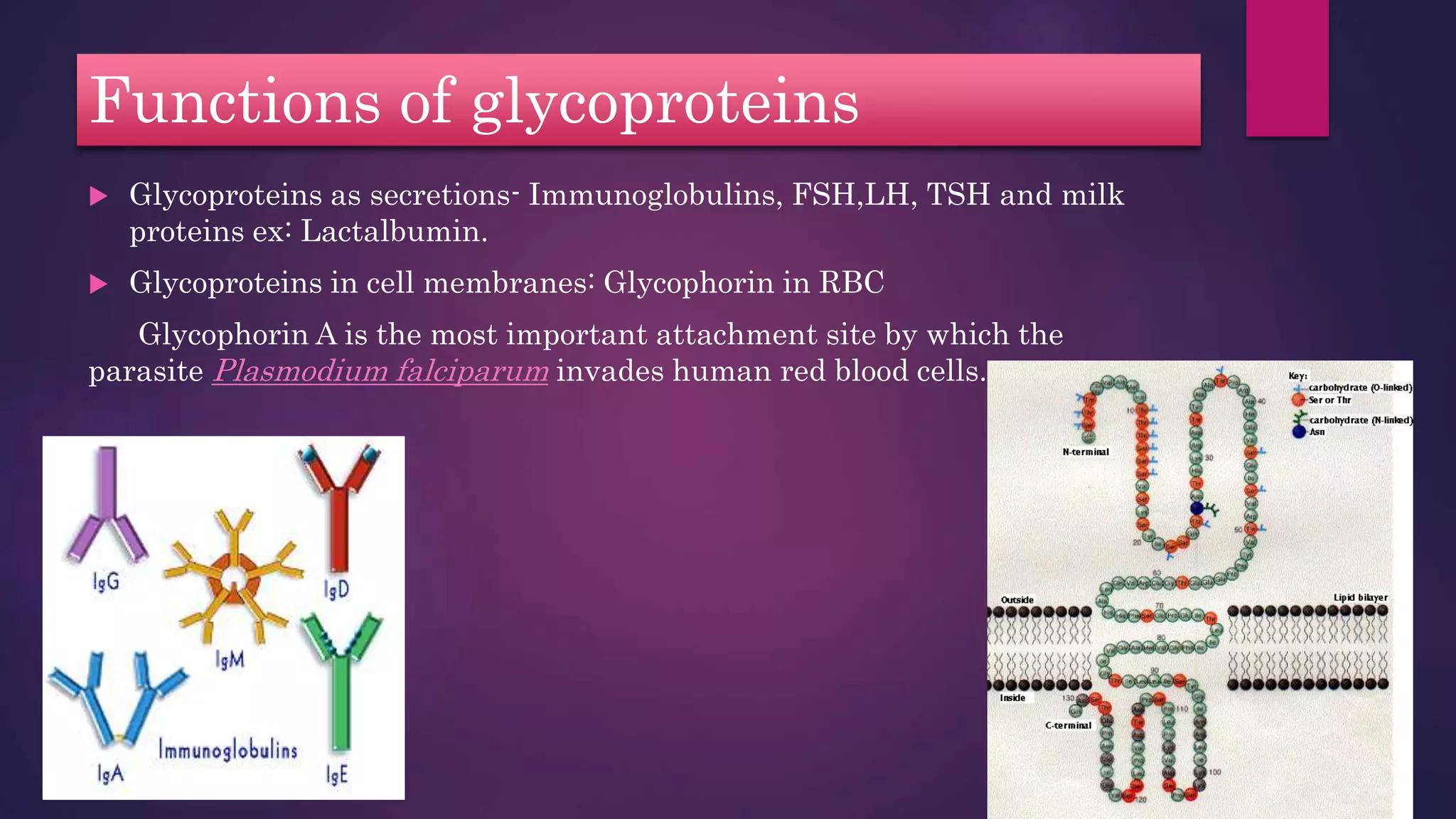 Structure and functions of glycoplipids and glycoproteins | PPTX