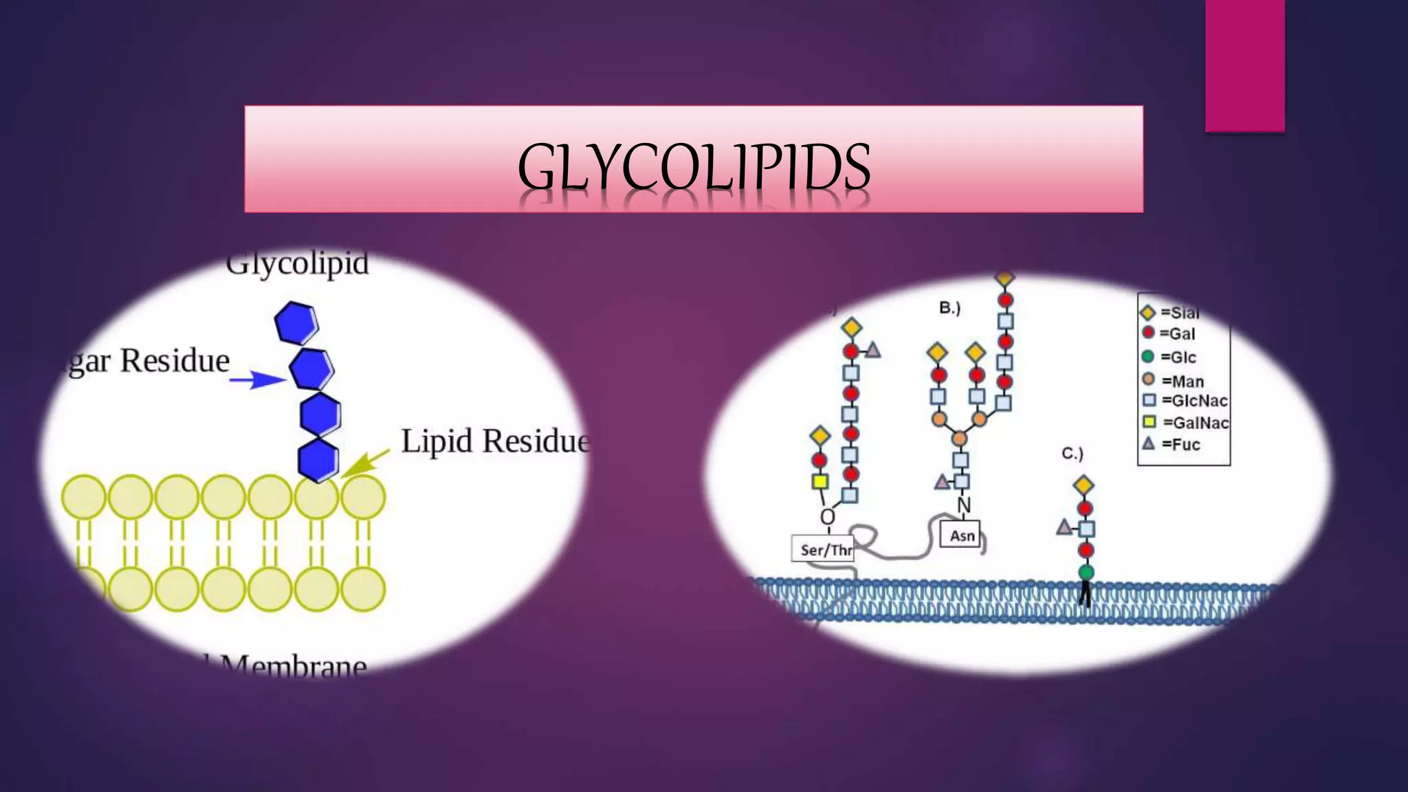 Structure and functions of glycoplipids and glycoproteins | PPTX