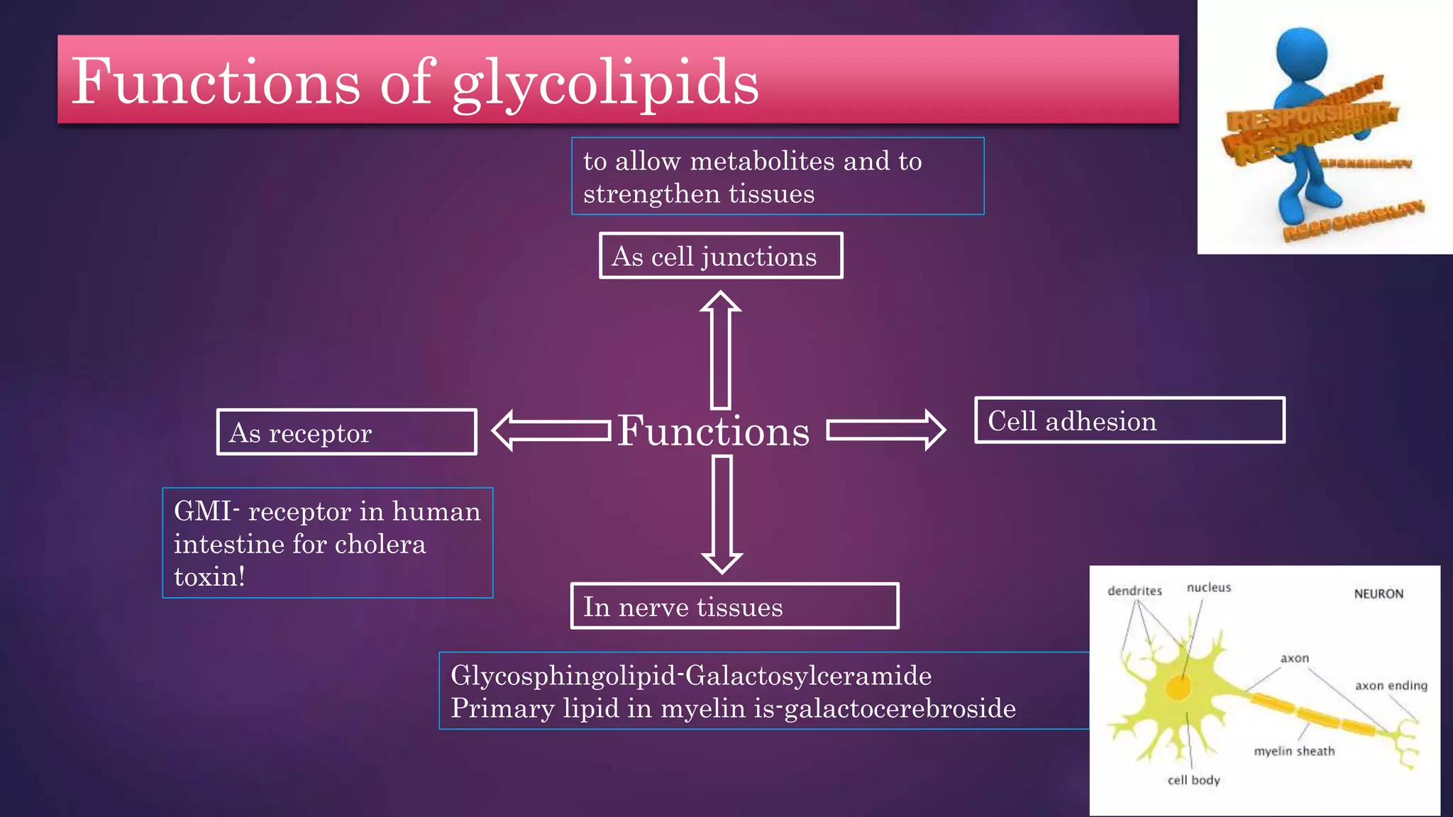 Structure and functions of glycoplipids and glycoproteins | PPTX