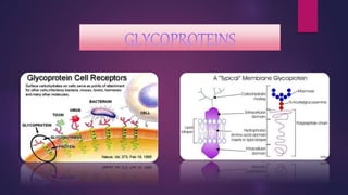 Structure and functions of glycoplipids and glycoproteins | PPTX