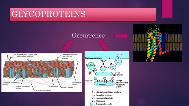 Structure and functions of glycoplipids and glycoproteins | PPTX ...