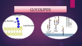 Structure and functions of glycoplipids and glycoproteins | PPTX