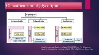Structure and functions of glycoplipids and glycoproteins | PPTX