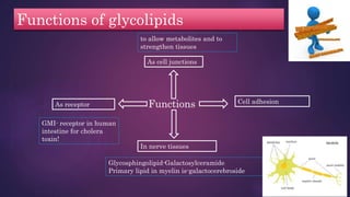 Structure and functions of glycoplipids and glycoproteins | PPTX