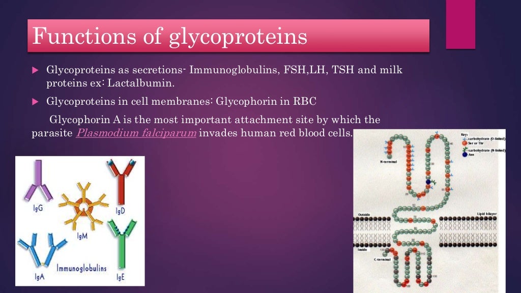 Structure and functions of glycoplipids and glycoproteins