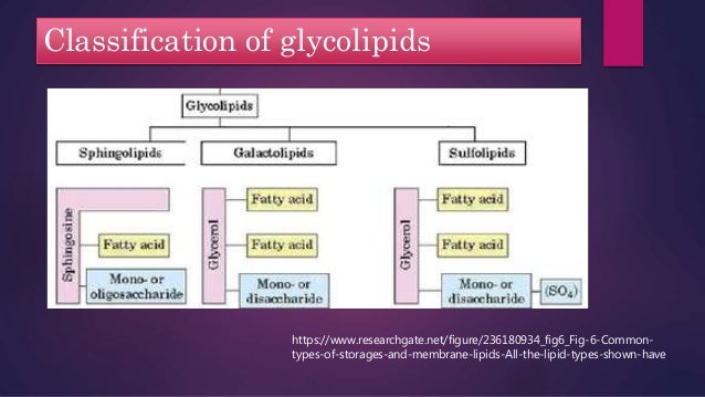 Structure and functions of glycoplipids and glycoproteins