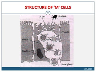 Structure and functions of immune system | PPTX