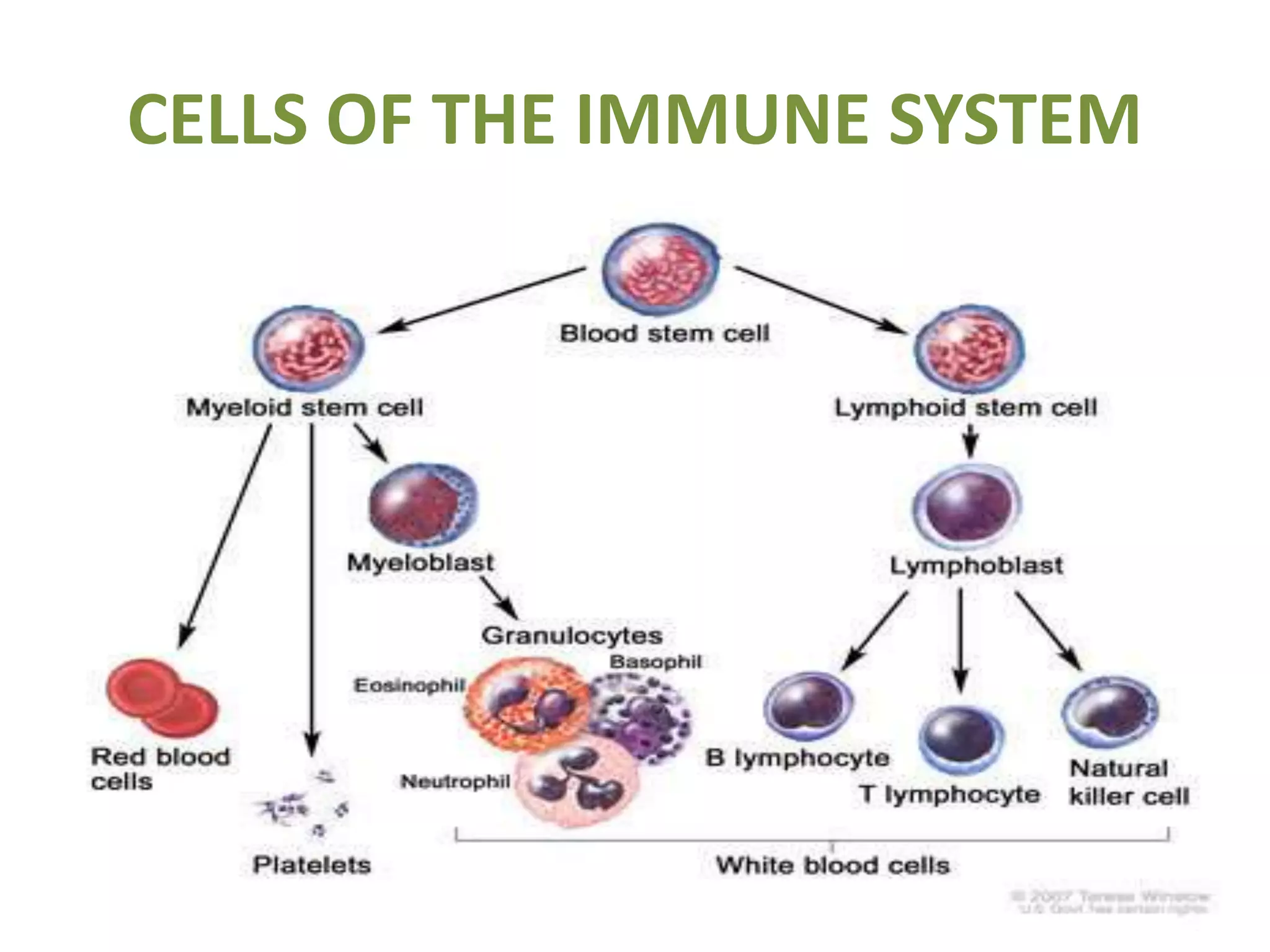 Structure and functions of immune system | PPTX