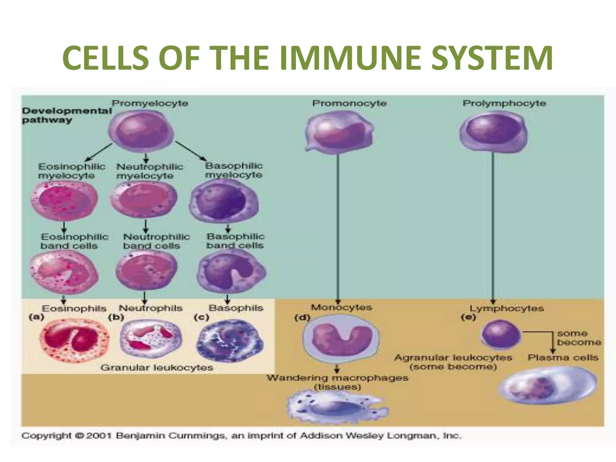 Structure and functions of immune system | PPTX
