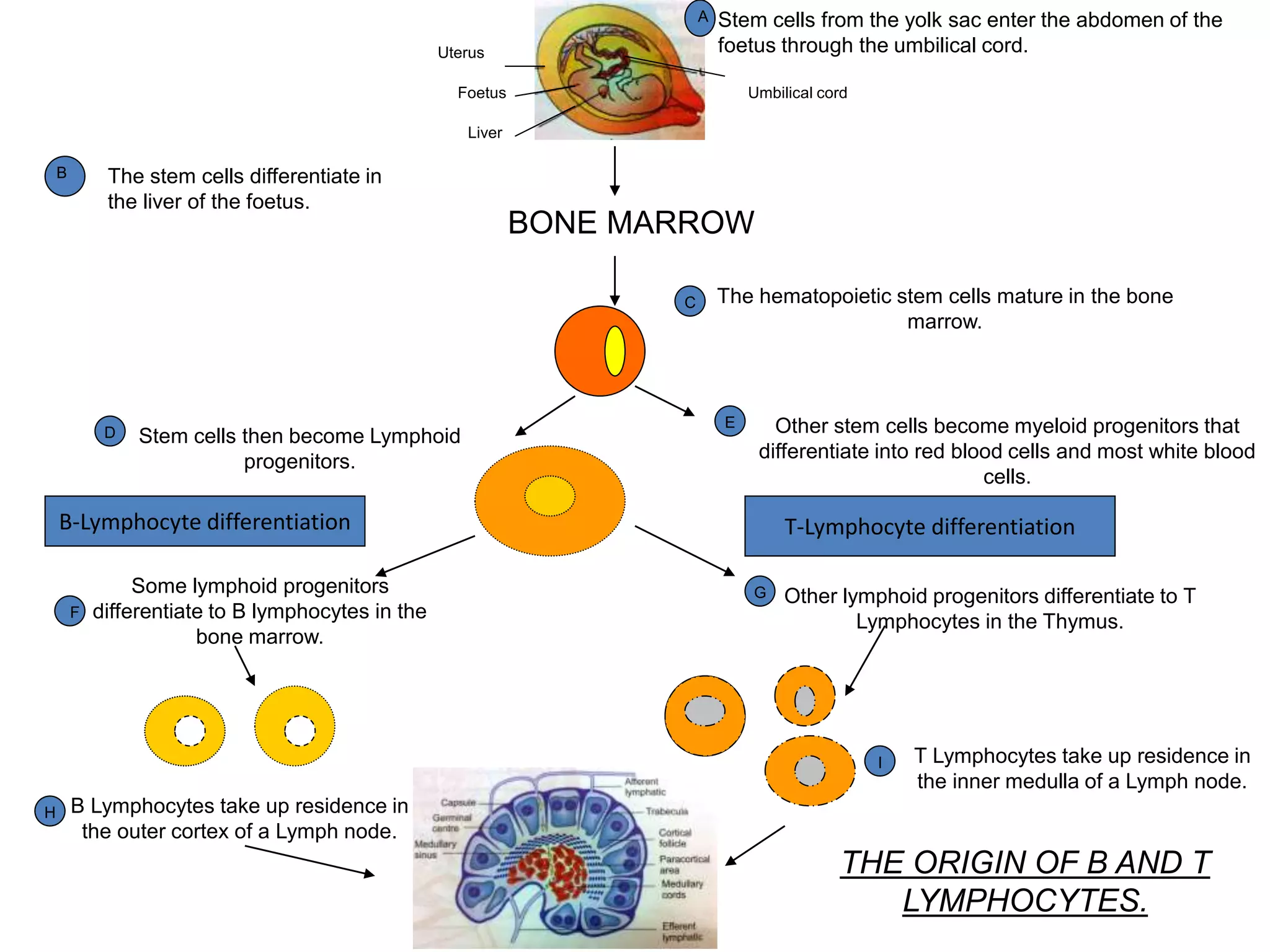 Structure and functions of immune system | PPTX
