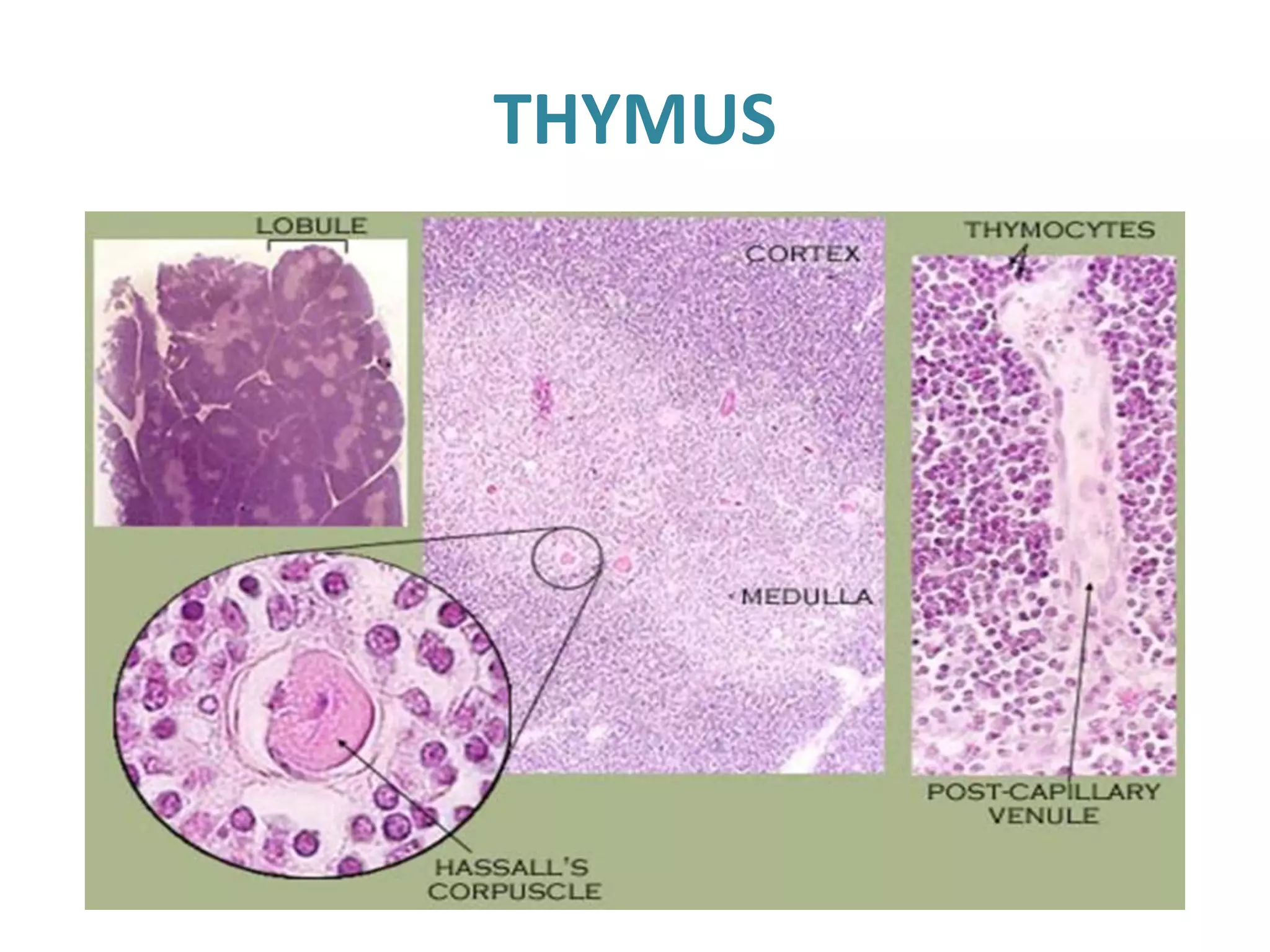Structure and functions of immune system | PPTX