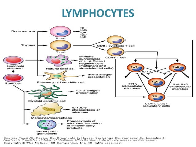Structure and functions of immune system | PPTX