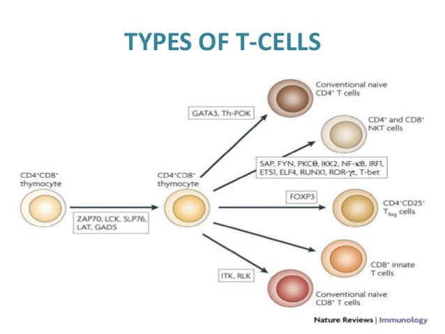 Structure And Functions Of Immune System