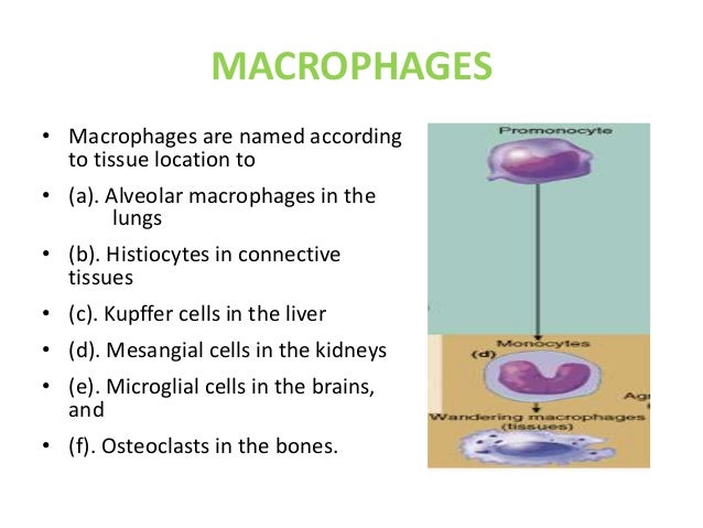 Structure and functions of immune system