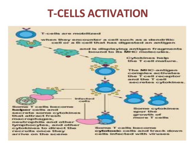 structureandfunctionsofimmunesystem- lecture 2.pptx | Biological ...