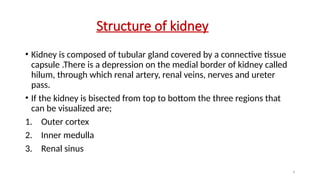 STRUCTURE AND FUNCTIONS OF KIDNEY.ppsx By MOHD IMRAN HASHMI | PPSX